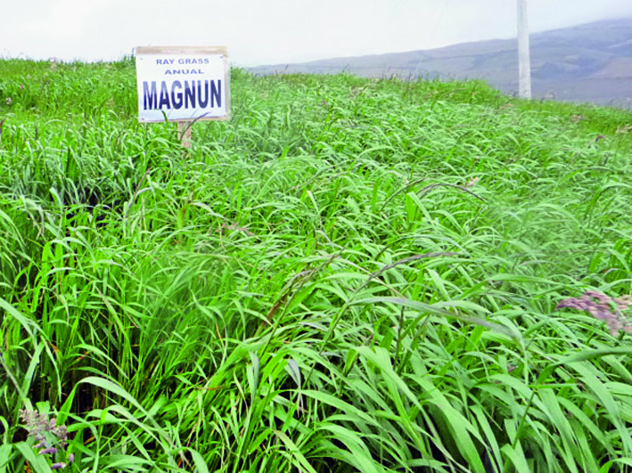 Imporalaska - Raygrass anuales